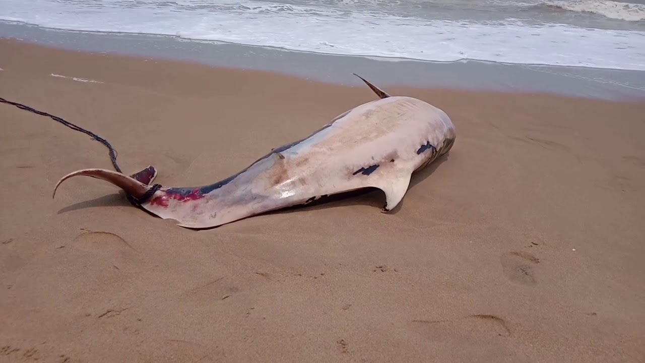 A Big Dead Fish Caught In The Sea Bank Of Markandi, Orrisa Are Recorded ...