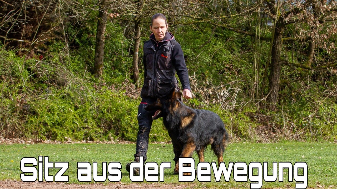 Sitz aus der Bewegung Hundesport/Unterordnung - YouTube