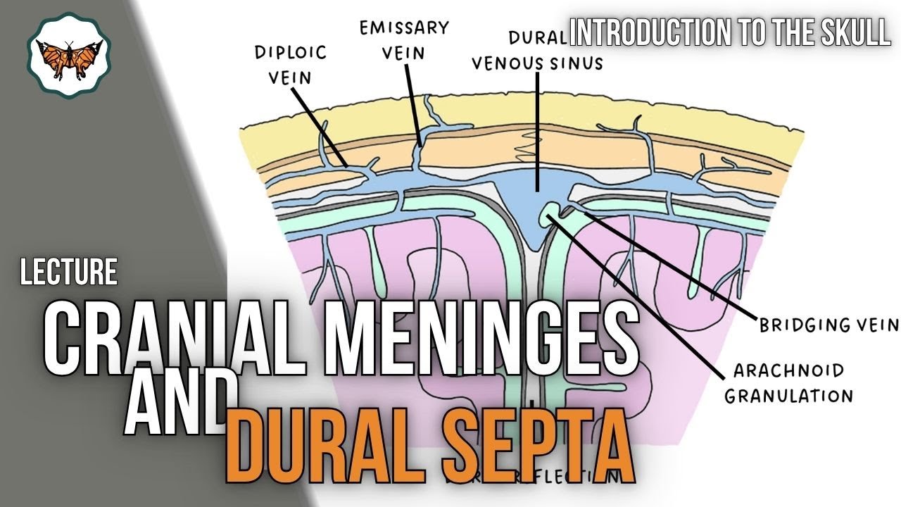 Meninges of the Brain and dural reflections - YouTube