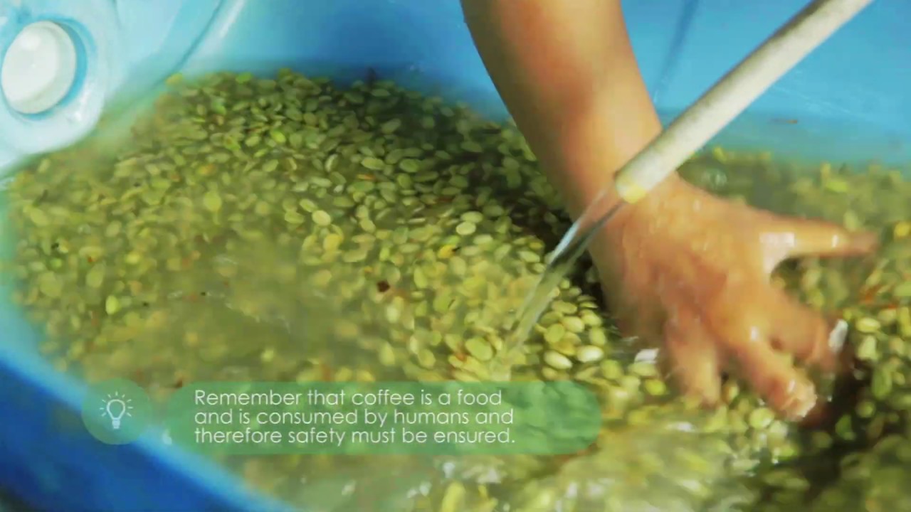 Good Agri Practices for Washing Coffee Beans - YouTube