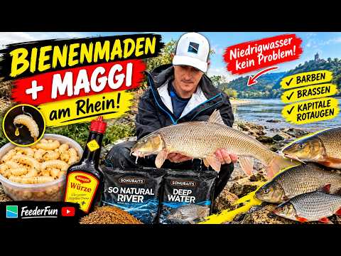 Bienenmaden + MAGGI am Rhein! 😱🔥 Barben, Brassen & kapitale Rotaugen trotz Niedrigwasser