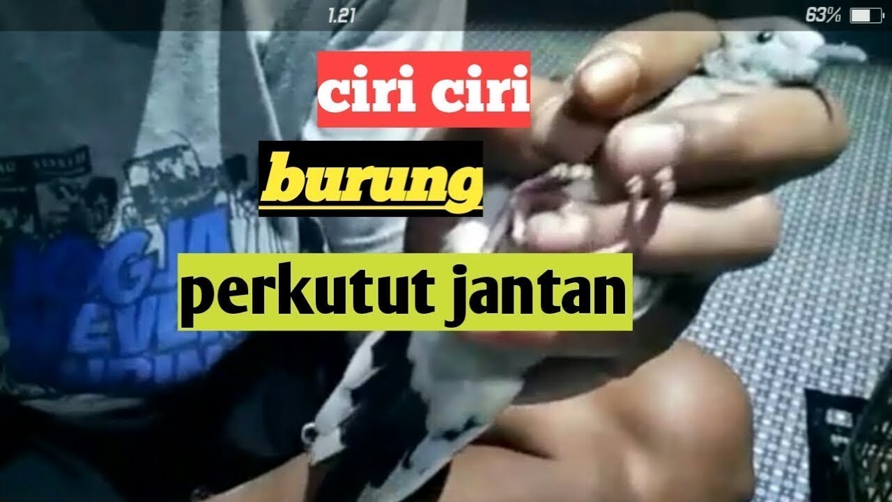 Perkutut supit udang rapat pasitip jantan - YouTube