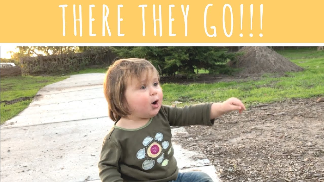 There They GO!!! - YouTube
