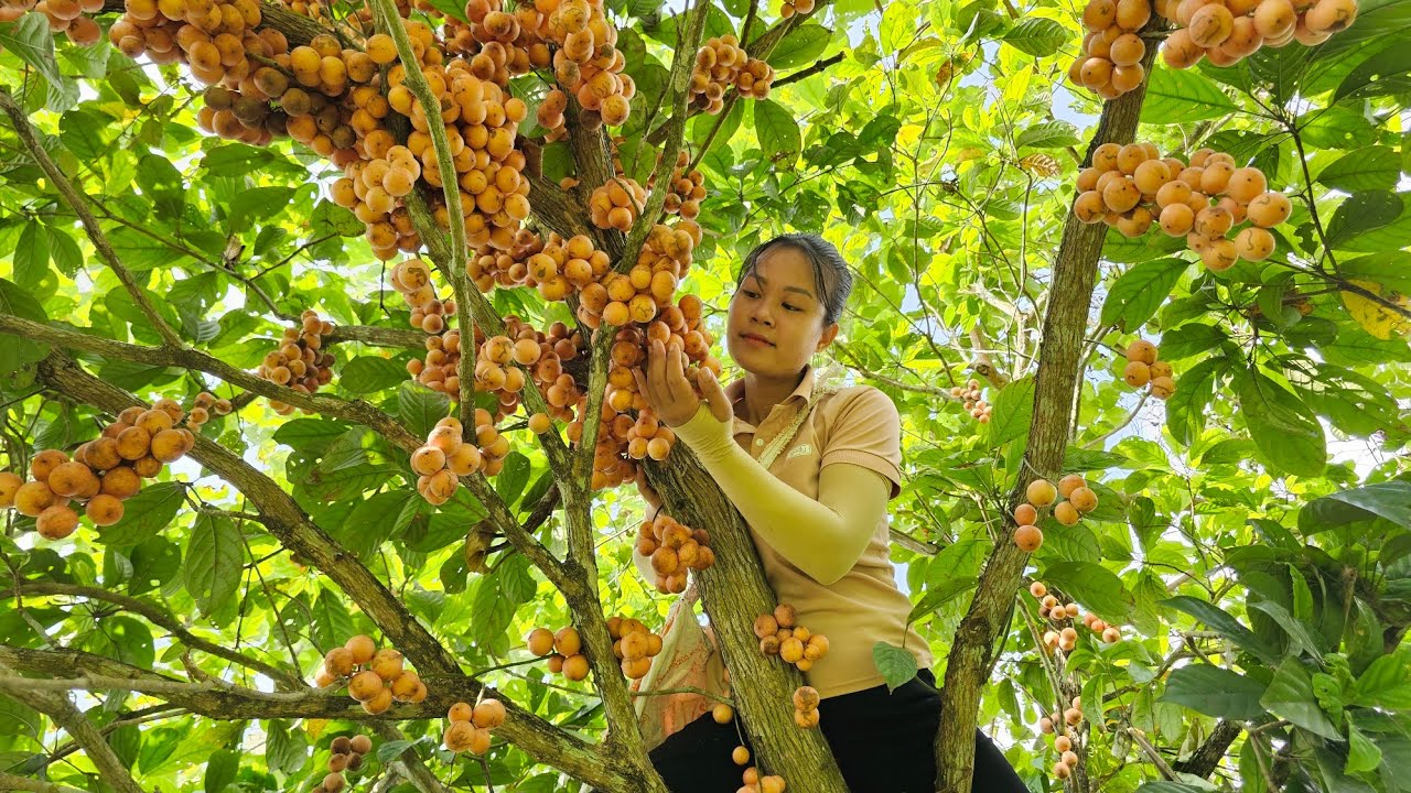 Harvest natural forest fruits Bring to the market to sell - garden ...