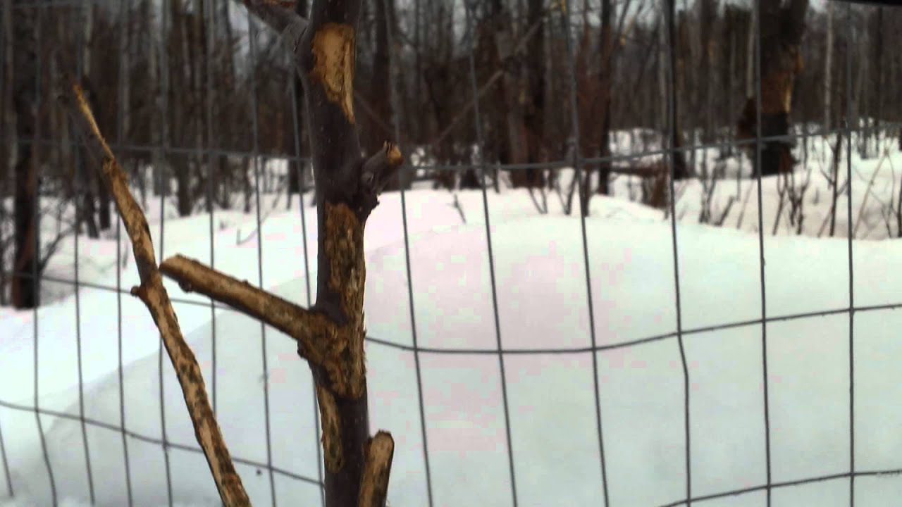 Rabbit damaged apple tree gets a graft. - YouTube