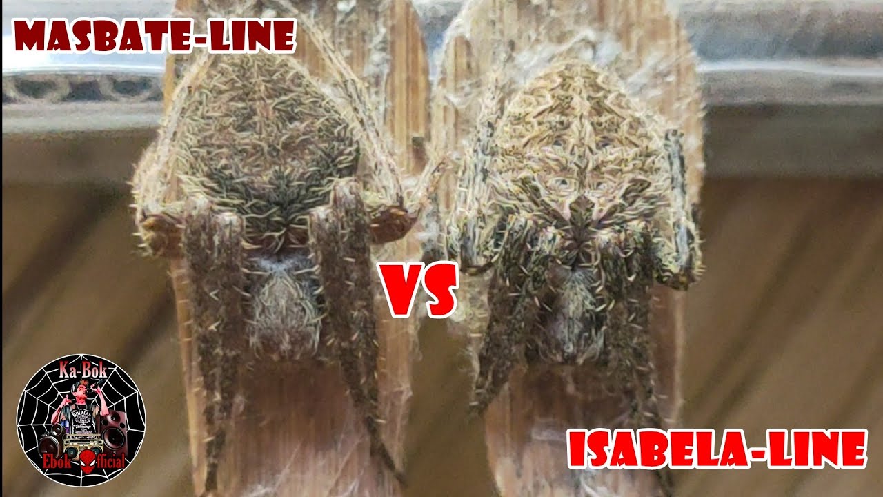 Masbate line at Isabela line - YouTube