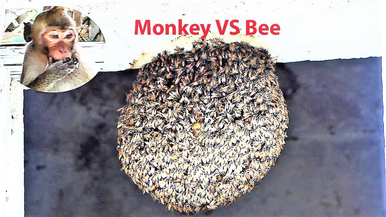 Wow...Cool! Animal Monkeys VS Bee, Baby Monkeys Try Looking at Bee Net ...