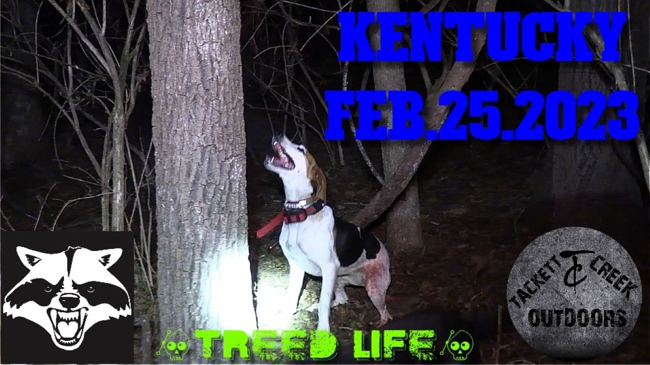 Coon Hunting in KENTUCKY - YouTube