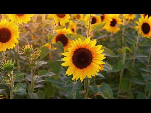 Visualization Exercise - YouTube