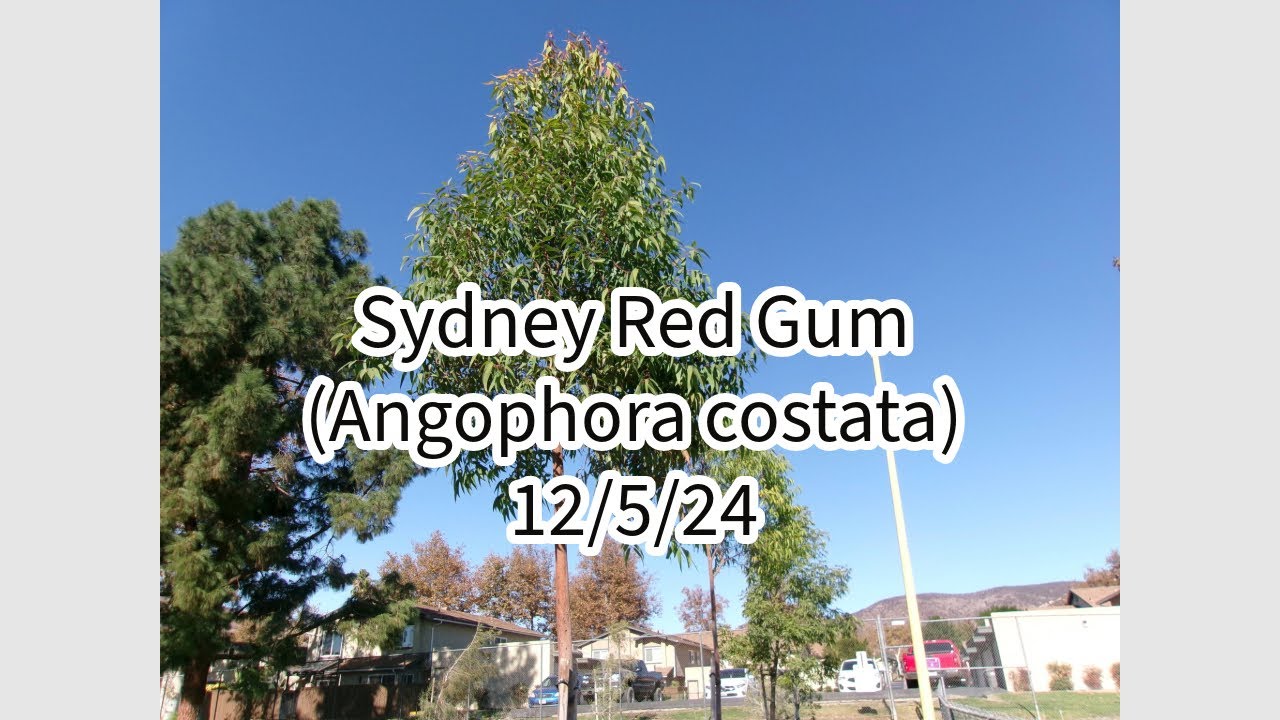 12/5/24: Sydney Red Gum (Angophora costata)- Woodglen Vista Park ...