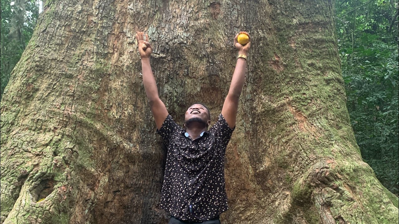 The biggest tree in West Africa, located here in Ghana 🇬🇭 - YouTube