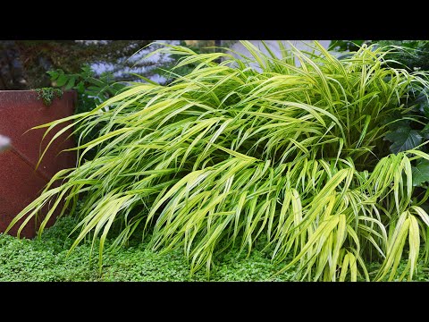 Japanese Forest Grass (Hakonechloa macra)