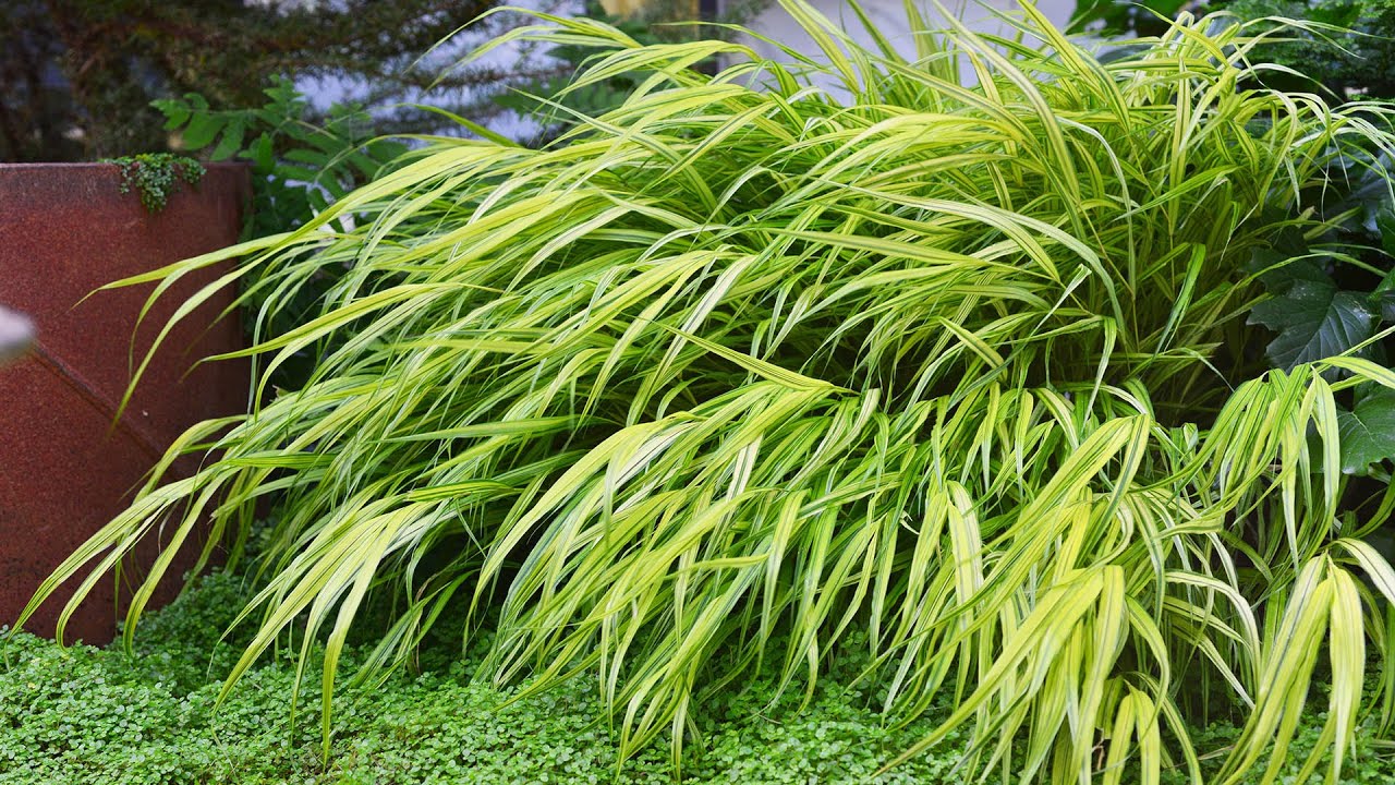 Japanese Forest Grass (Hakonechloa macra) - YouTube
