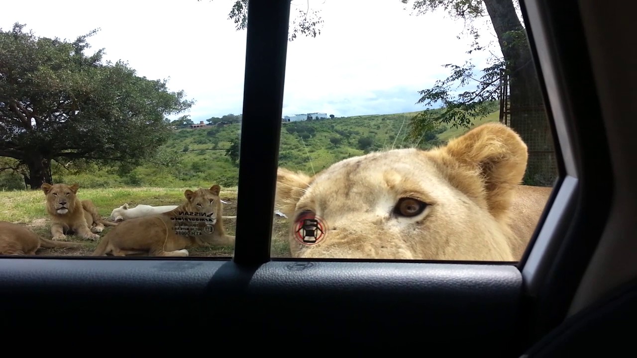 Lioness Opens Car Door - YouTube
