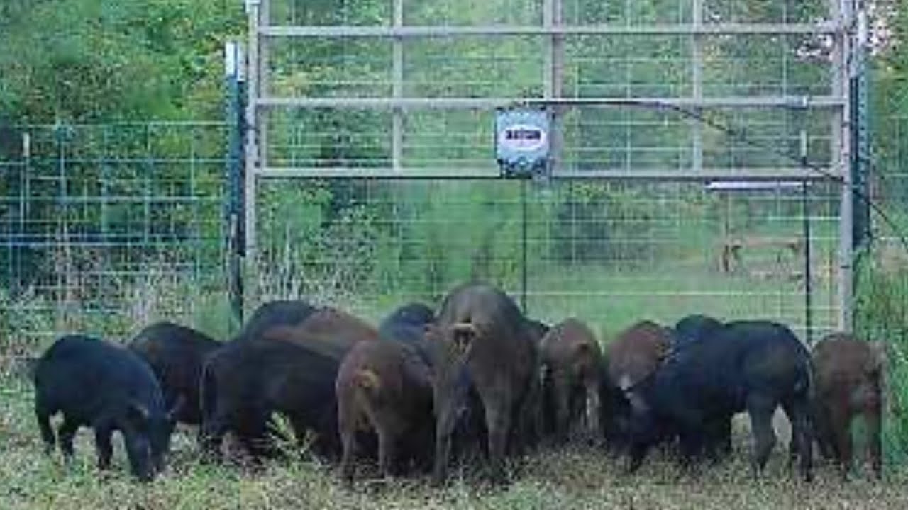 2 HOURS WILD HOG TRAPPING, Pig Brig (HOW TO), & OLD SCHOOL DIY Homemade ...