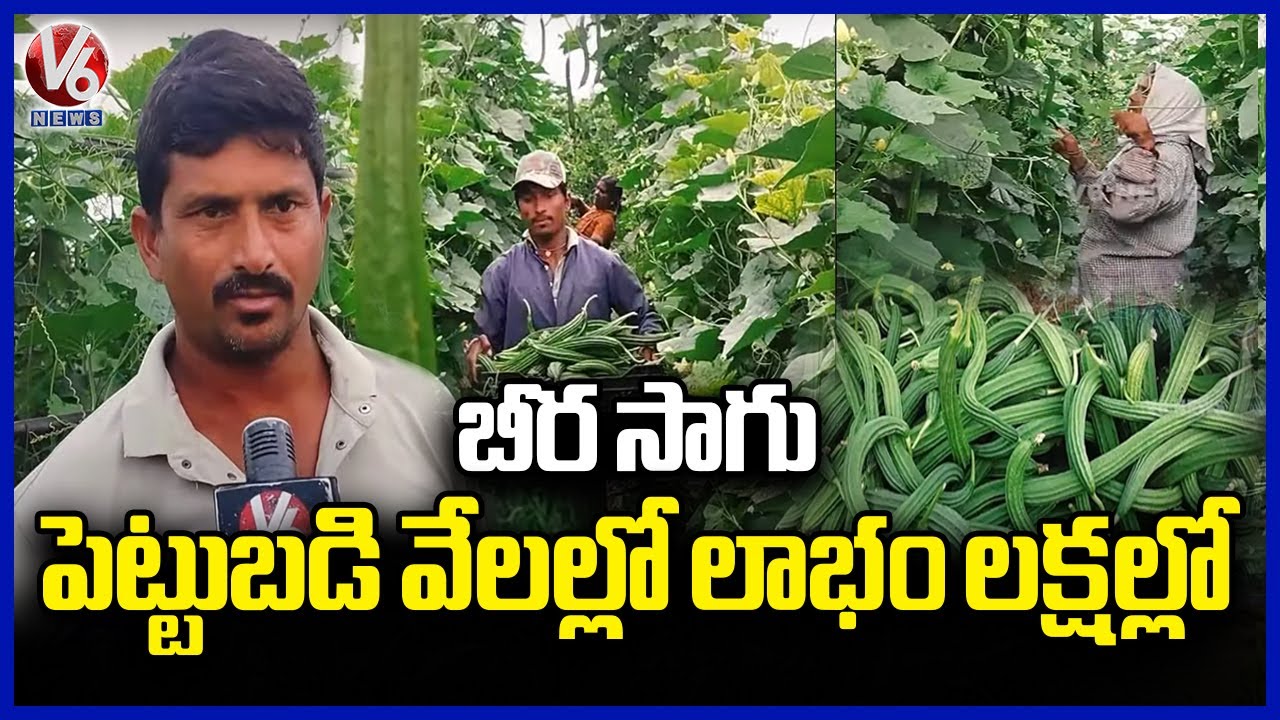 Nizamabad Farmer Earns Huge Profits With Ridge Gourd Farming | Ridge ...