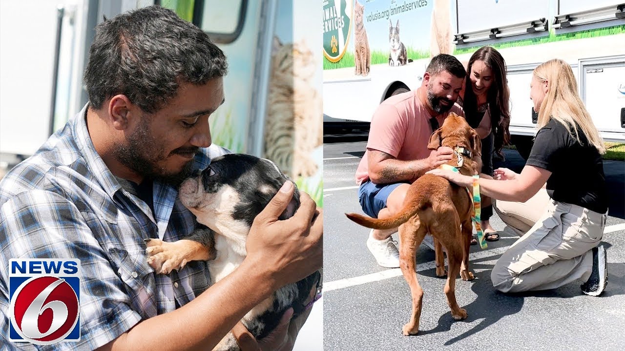 Deputies adopt 3 dogs rescued during Volusia animal cruelty ...