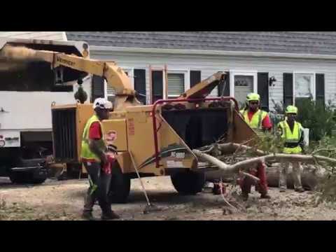 Cape Cod Tree Removal - YouTube
