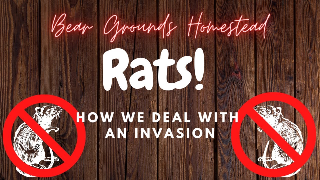 Using the Bucket Trap method for a RAT INVASION. - YouTube