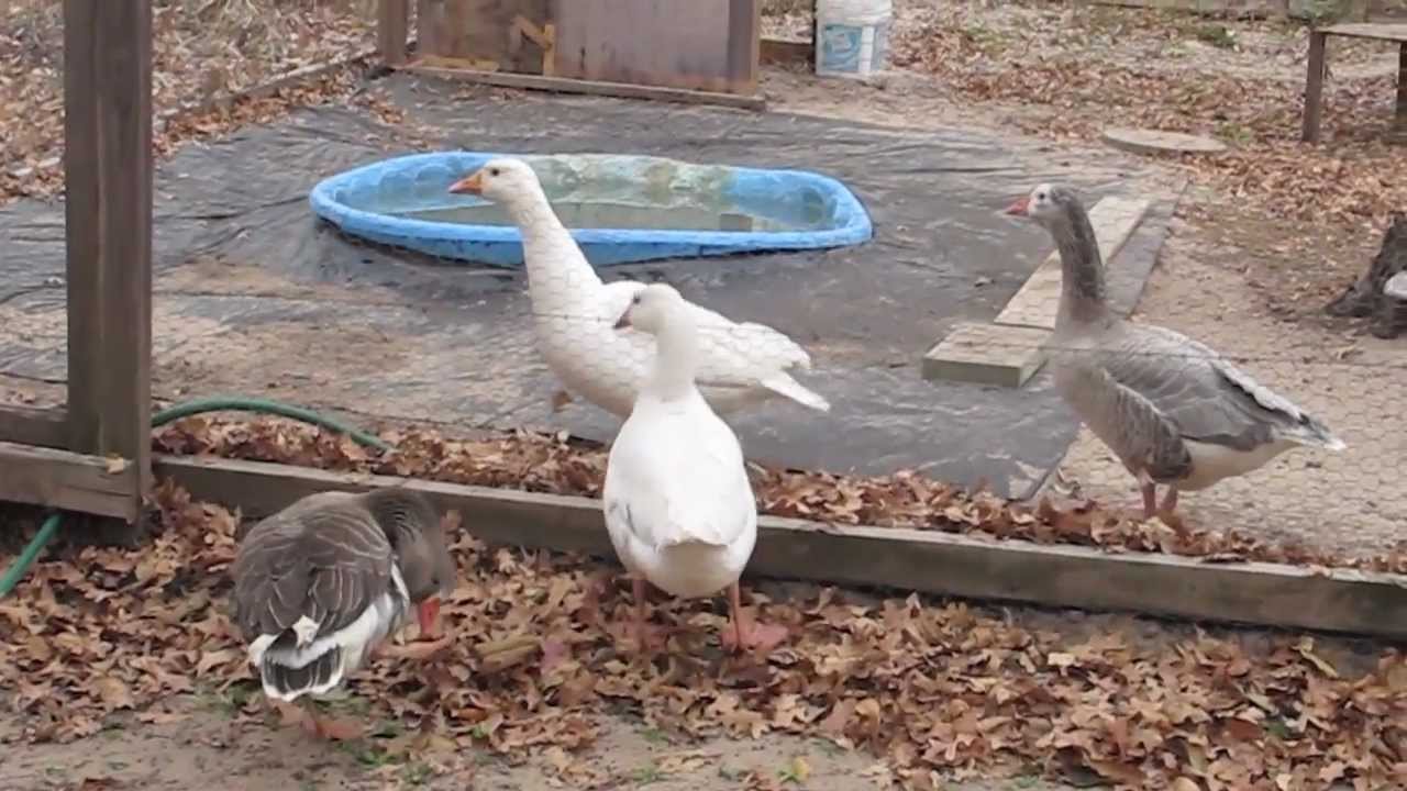 Oregon Mini Geese - YouTube