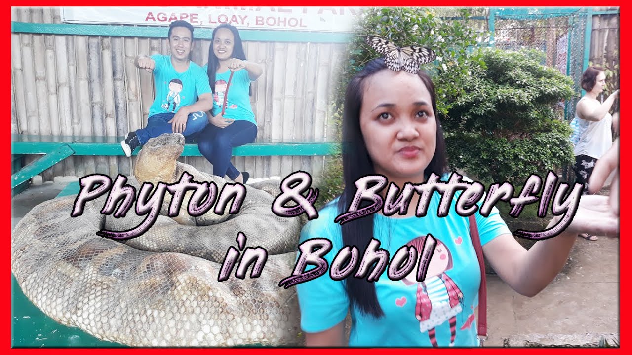Pythons and Butterflies || Bohol Moments - YouTube