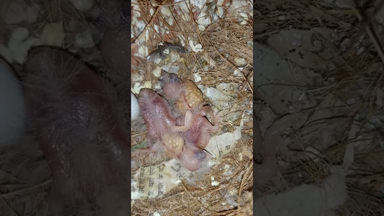 Golden Finch baby #Golden Finch - YouTube