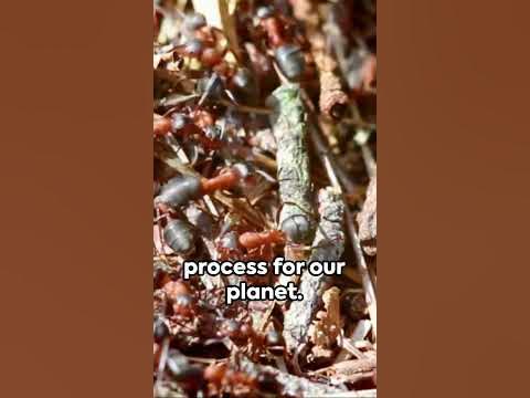 Ant vs Bee The Tiny Titans - YouTube