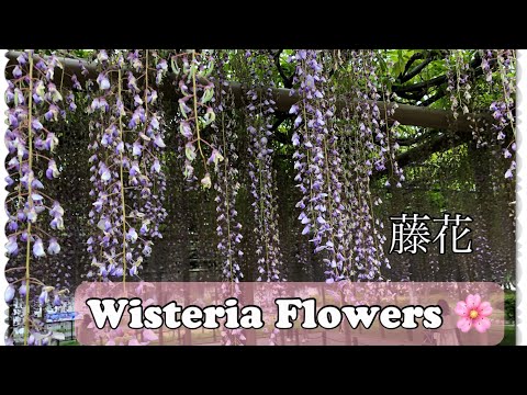 Wisteria flowers | 藤花 In Japan