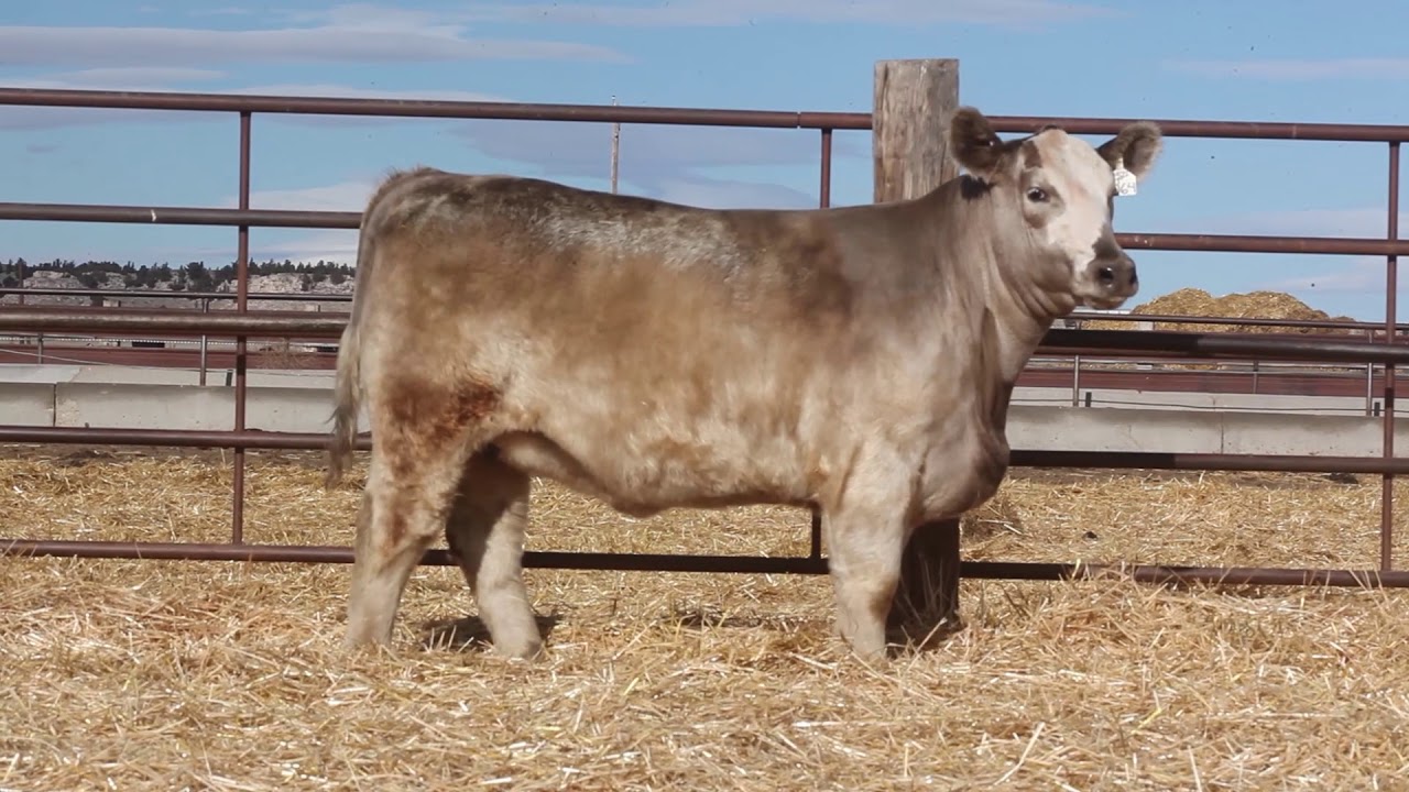 Western Elite Lot 77 - YouTube