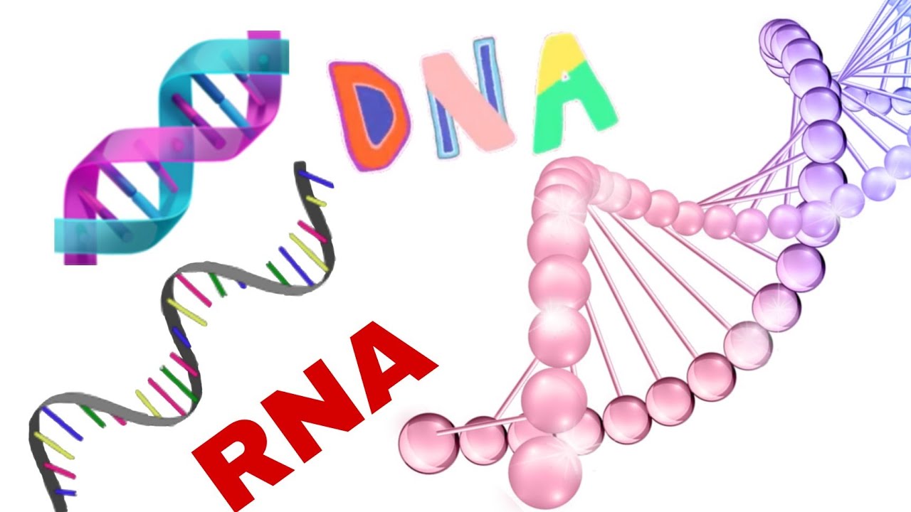 FULL FORM OF DNA RNA - YouTube