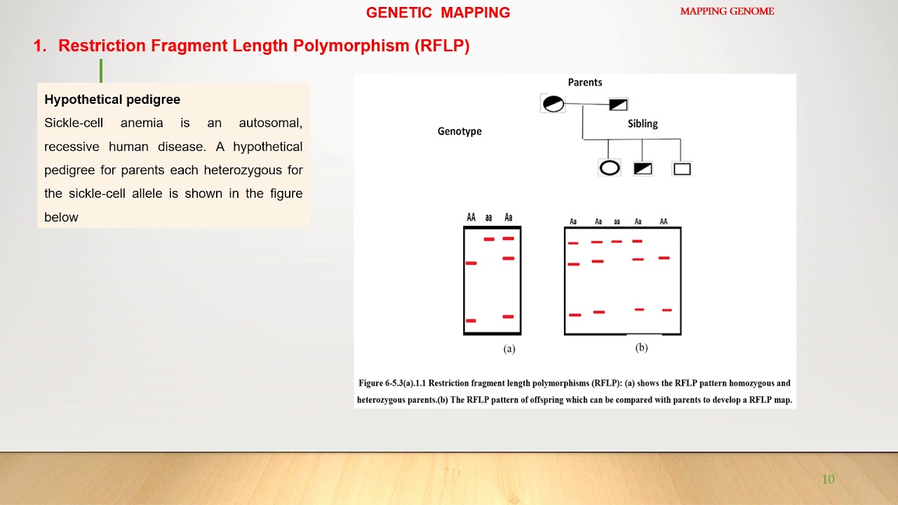 Mapping Genome: Genetic Map Using DNA Markers - YouTube
