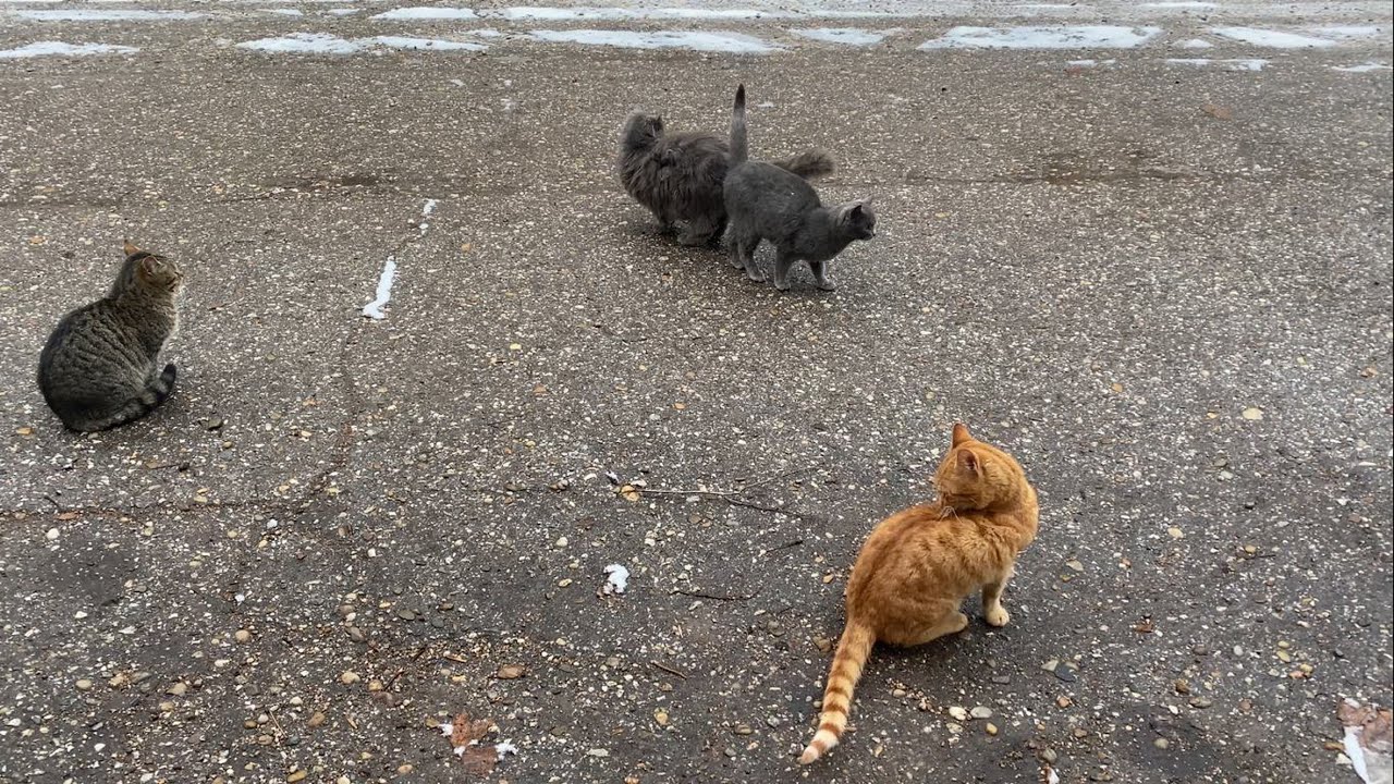 Homeless cat family reacts to food - YouTube