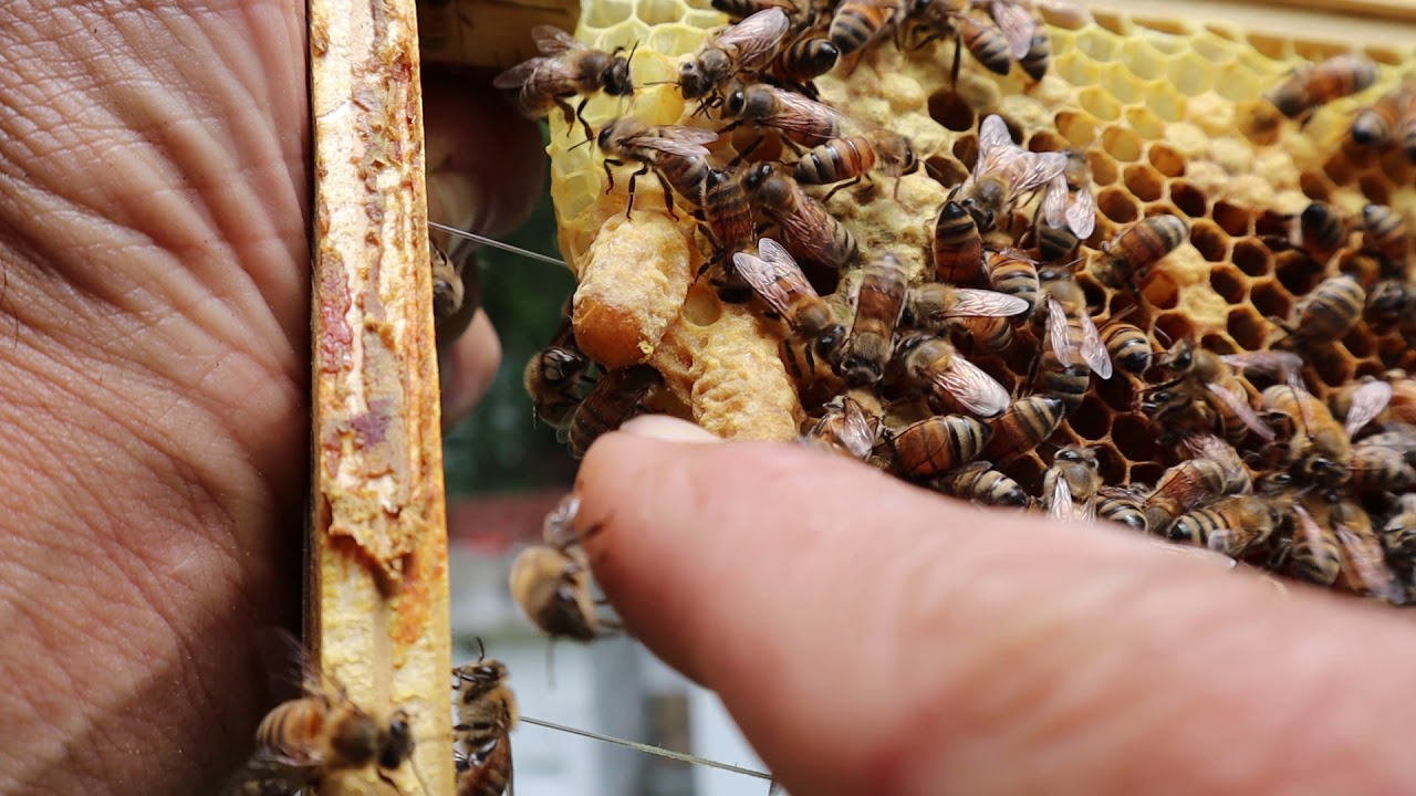 Queen Rearing Mini Series - YouTube