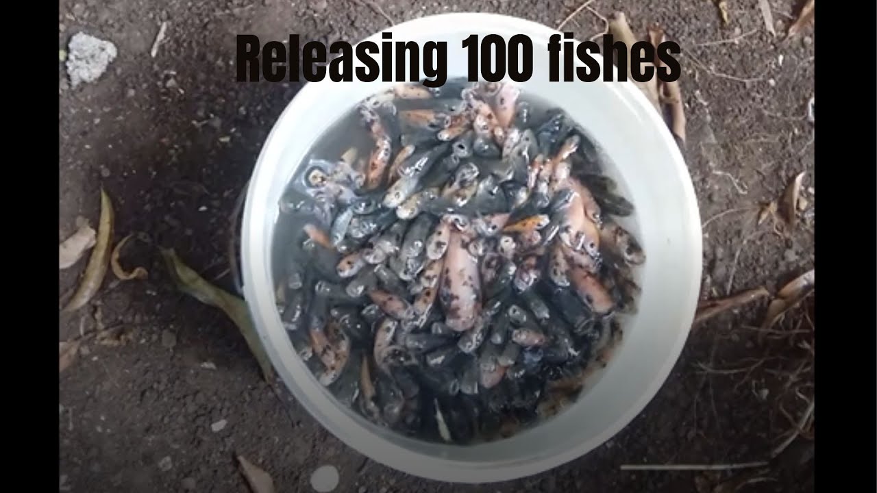 Watch the beginner released 100 fishes!!! - YouTube