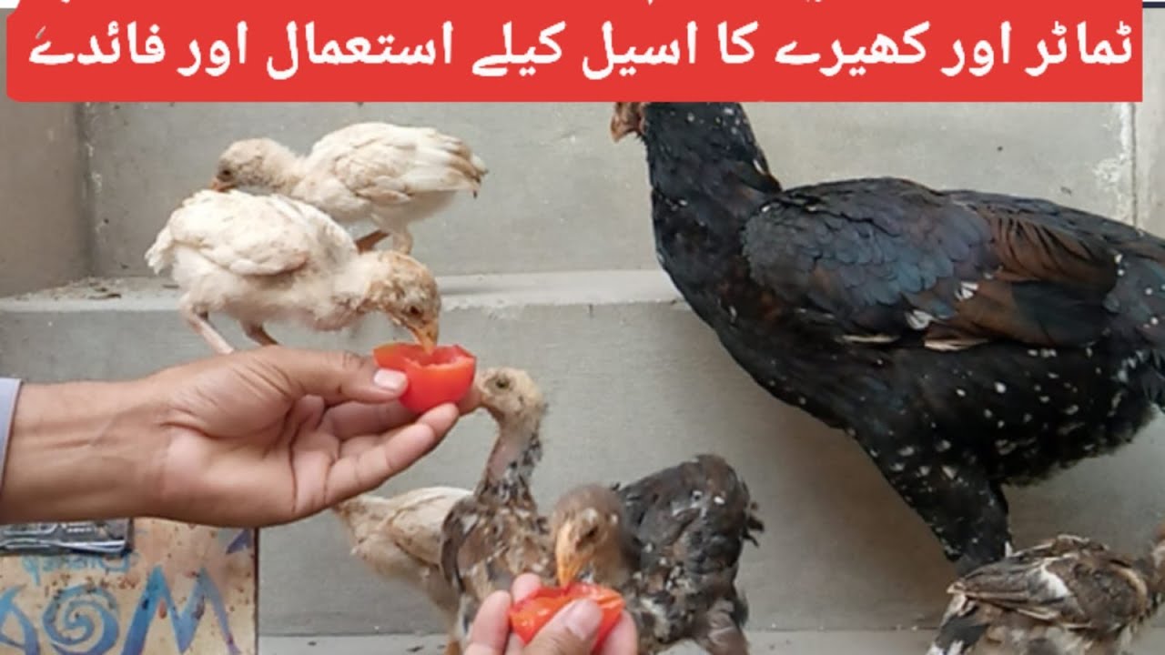 How to save your Birds and chiks form summer Hotness - YouTube