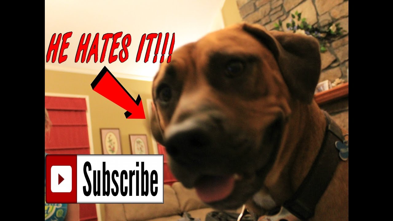 Dog eats gopro - YouTube