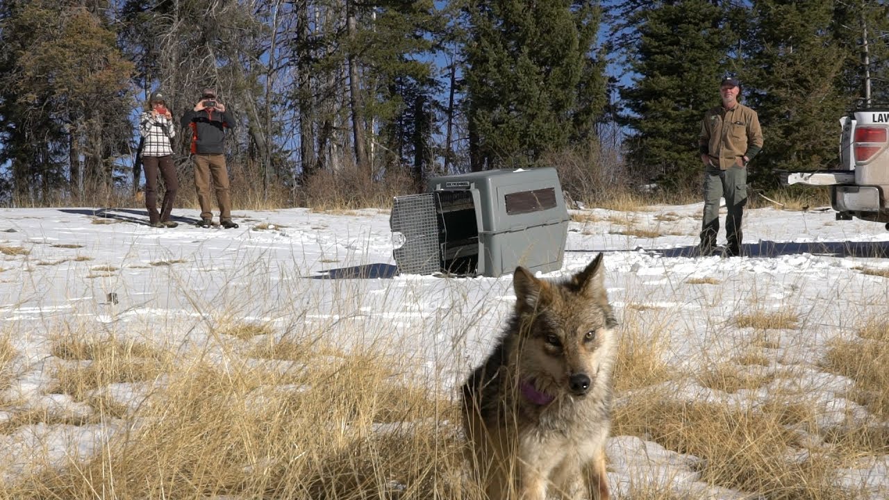 20th Anniversary of Mexican Wolf Reintroduction - YouTube