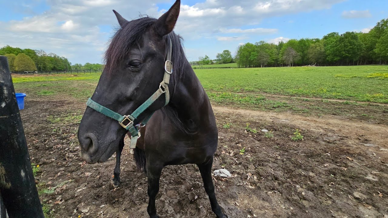 Momentos destacados de SI SEÑOR YO SOY DE RANCHO RANCHO EL MILAGRO (22: ...