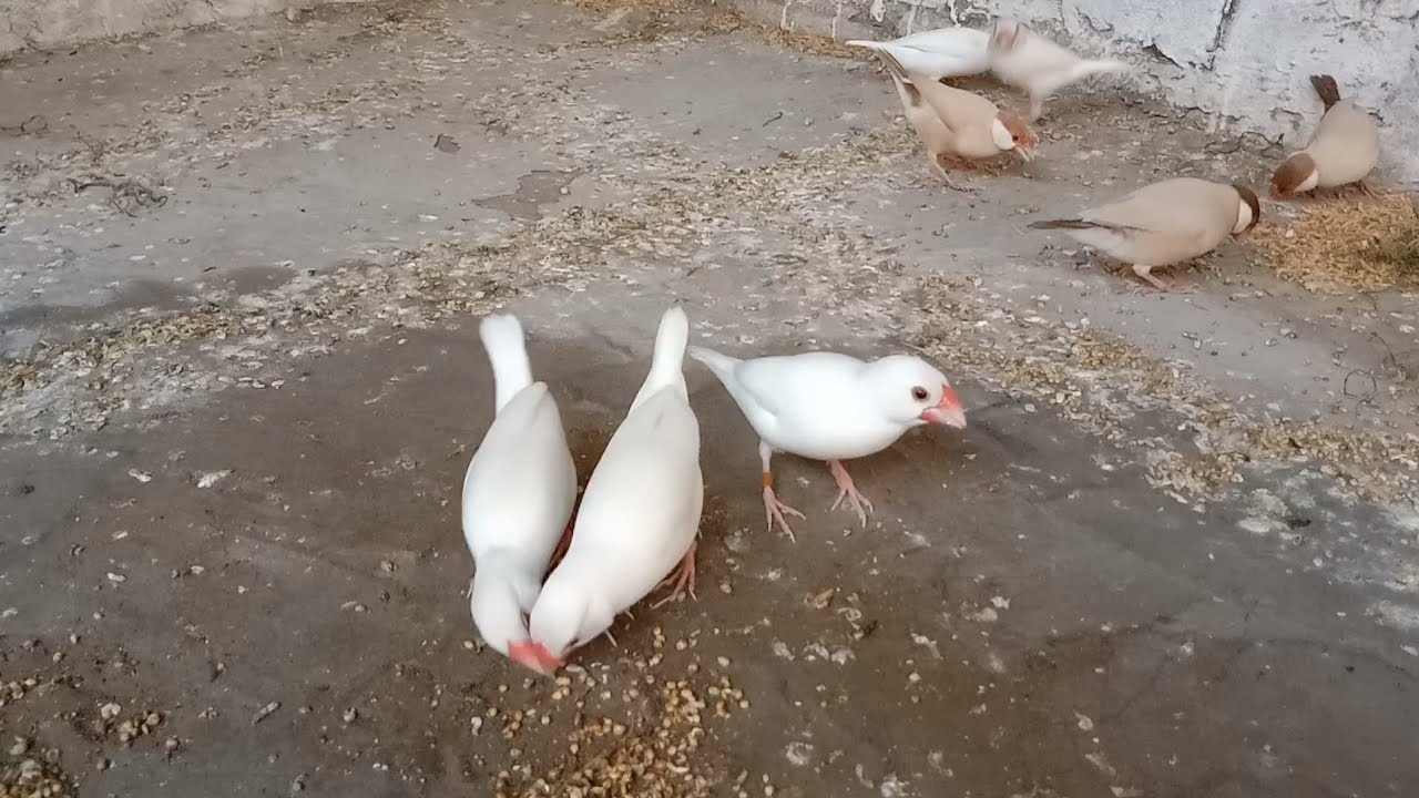 Java birds are roaming freely | jawa birds | jawa sparrows voice - YouTube