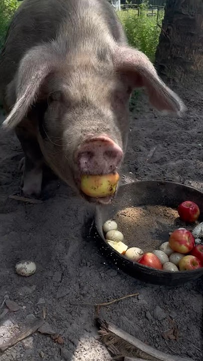 How pigs eat apples…#pigs #apple - YouTube