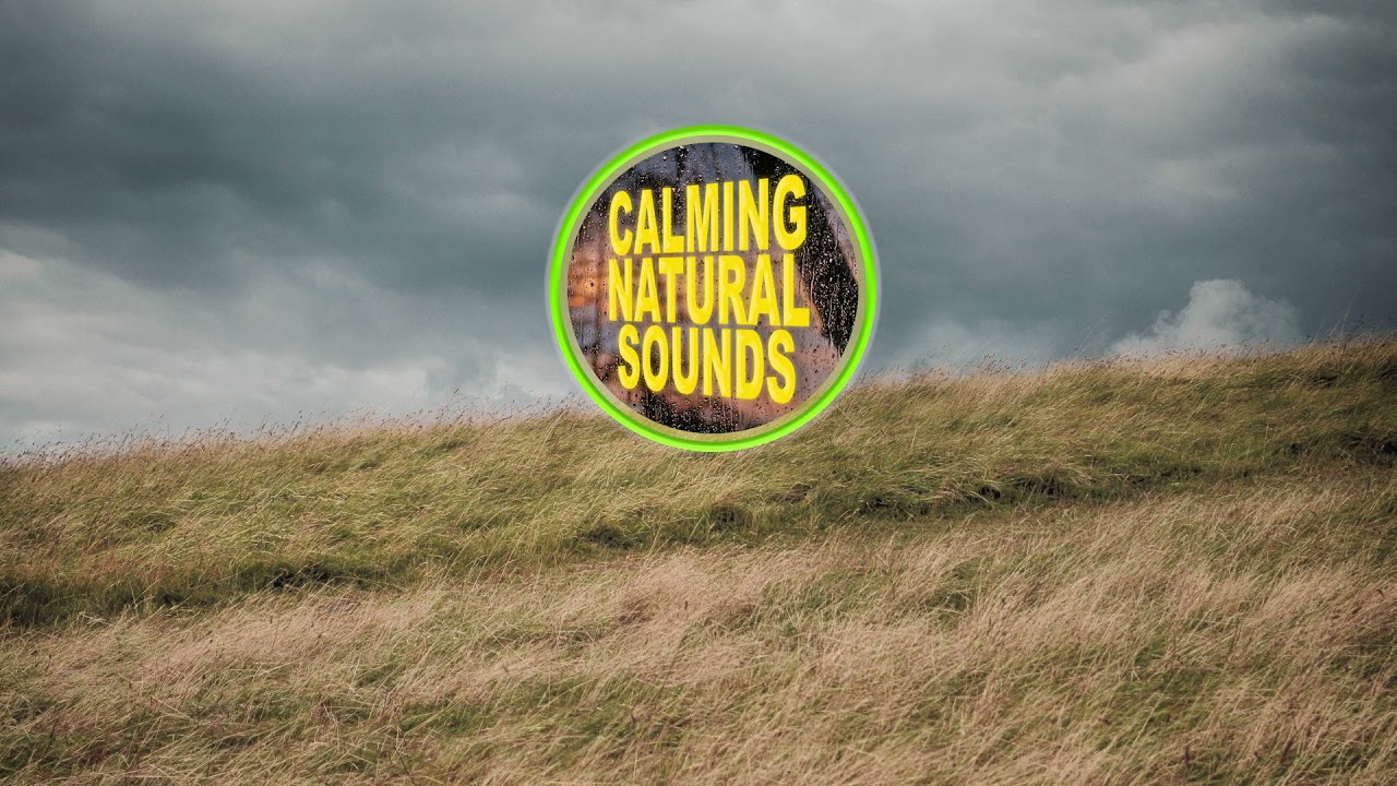 Wind Gust 3 | Wind | Wind Sound Effect | Post Production | Wind Sound ...