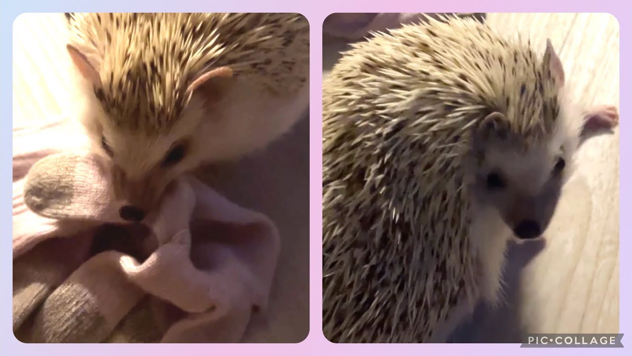 bite gloves 手袋かみかみしたい hedgehog ハリネズミ - YouTube