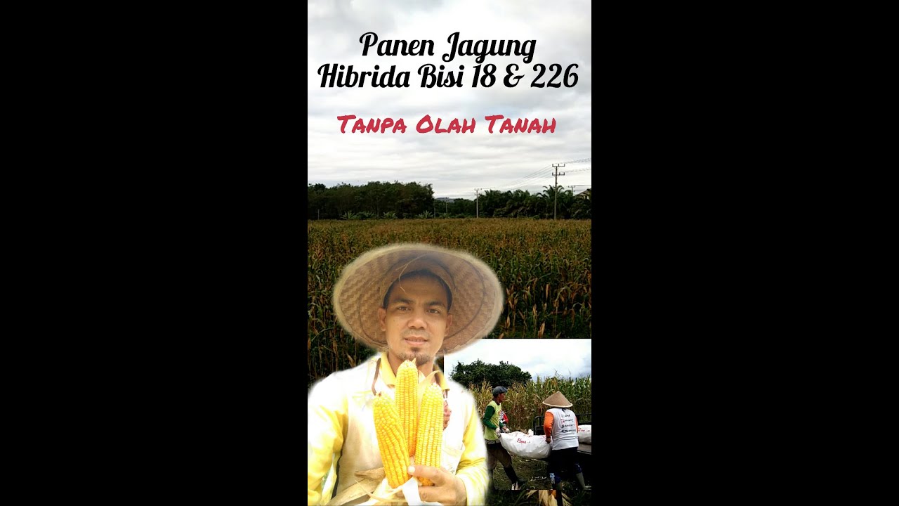 Proses Panen Jagung Hibrida Varietas Bisi 18 dan Bisi 226 - YouTube
