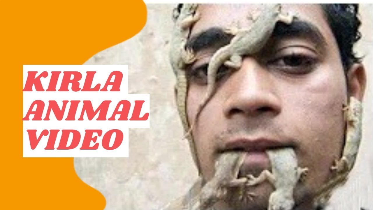 Kirla Animal (reptile) of Pakistan Latest Top Video - YouTube