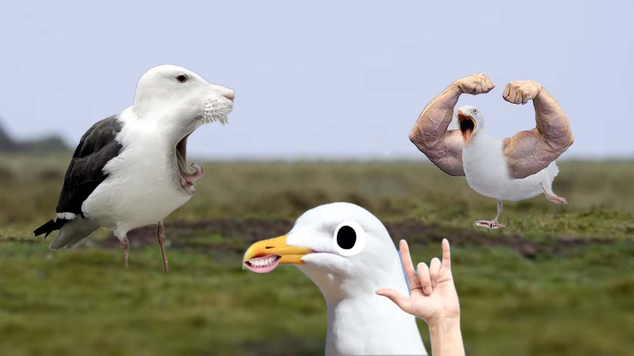 Savage Seagull Smackdown Feathers Fly || PETASTIC 🐾 - YouTube