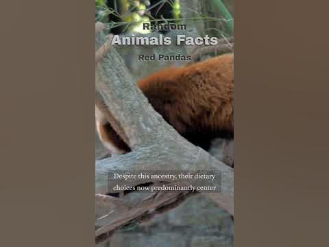 How Red Pandas Defied Evolution: From Carnivores to Bamboo-Loving ...
