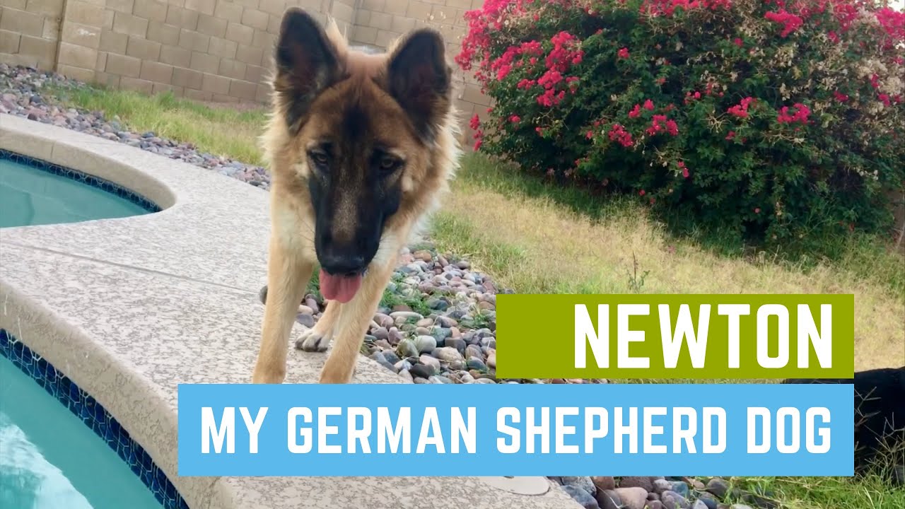 Does My German Shepherd Dog Newton Have OCD? - YouTube