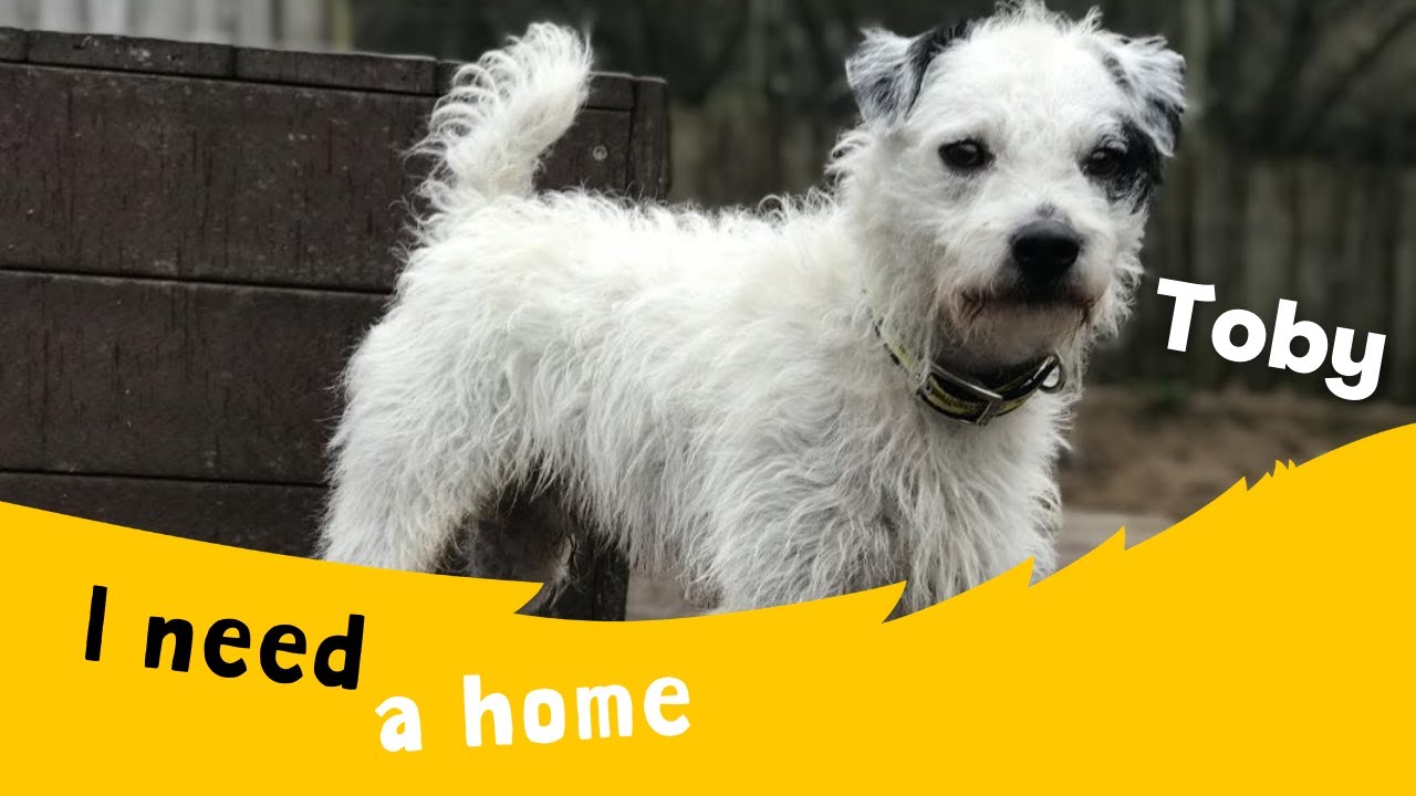 Toby the terrific Terrier | Dogs Trust Ilfracombe - YouTube
