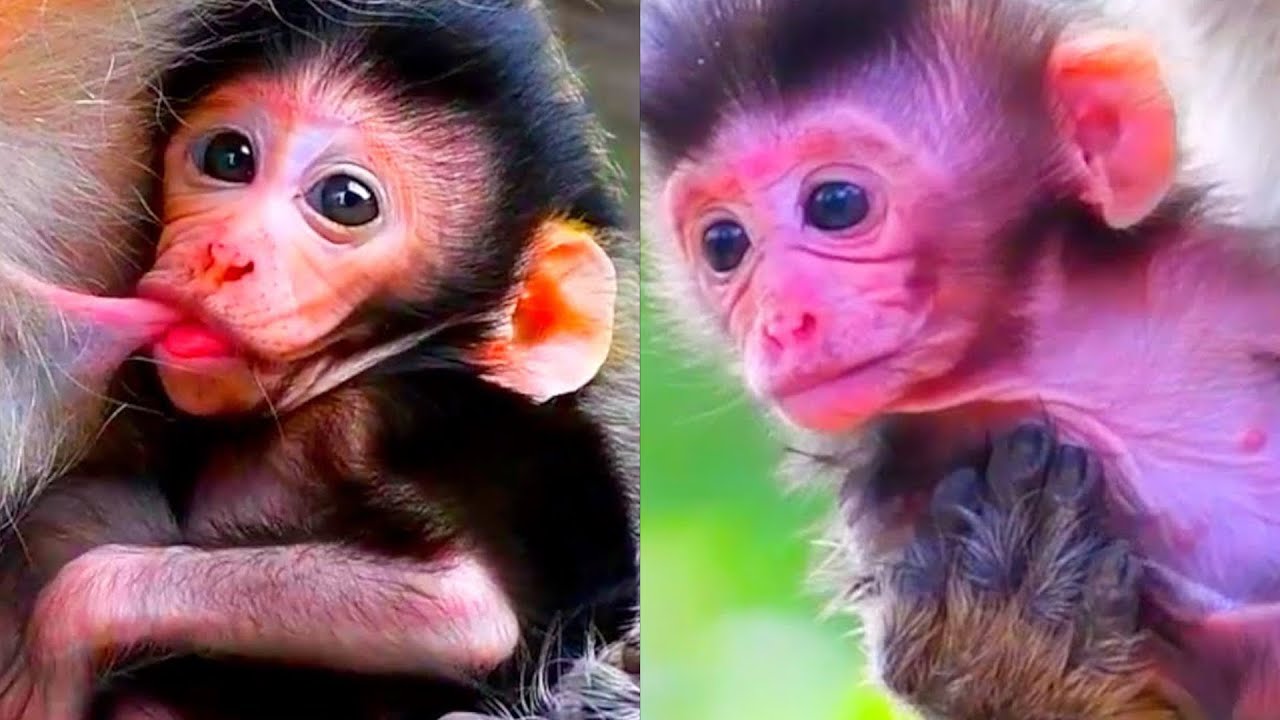 Mother Monkey Torturing Baby Monkey Too Hard, Baby Monkey Nearly Coma ...