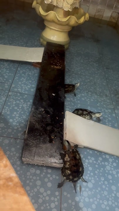 Turtles Mission impossible 3 #turtles #missionimpossible3 #impossible ...